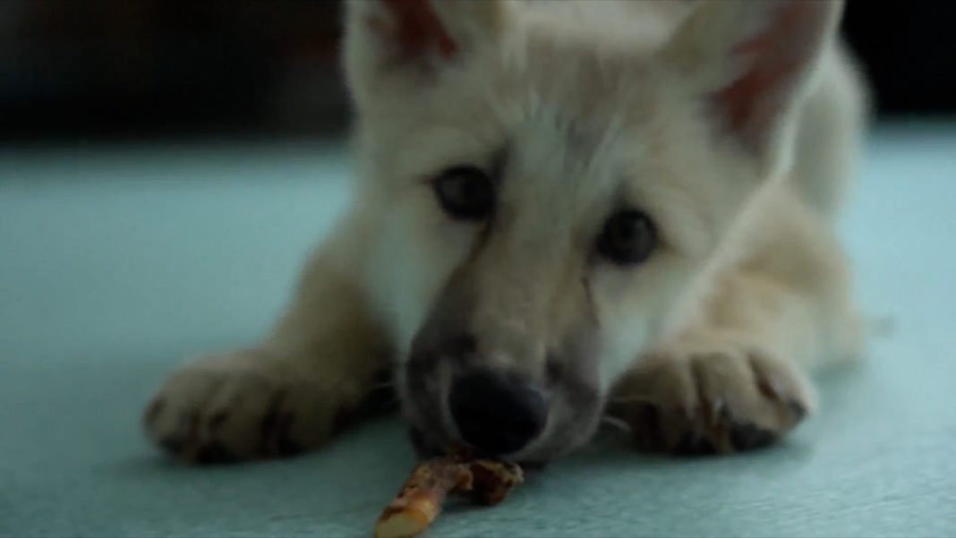 Κινέζοι επιστήμονες κλωνοποίησαν αρκτική λύκαινα | Loutraki 365