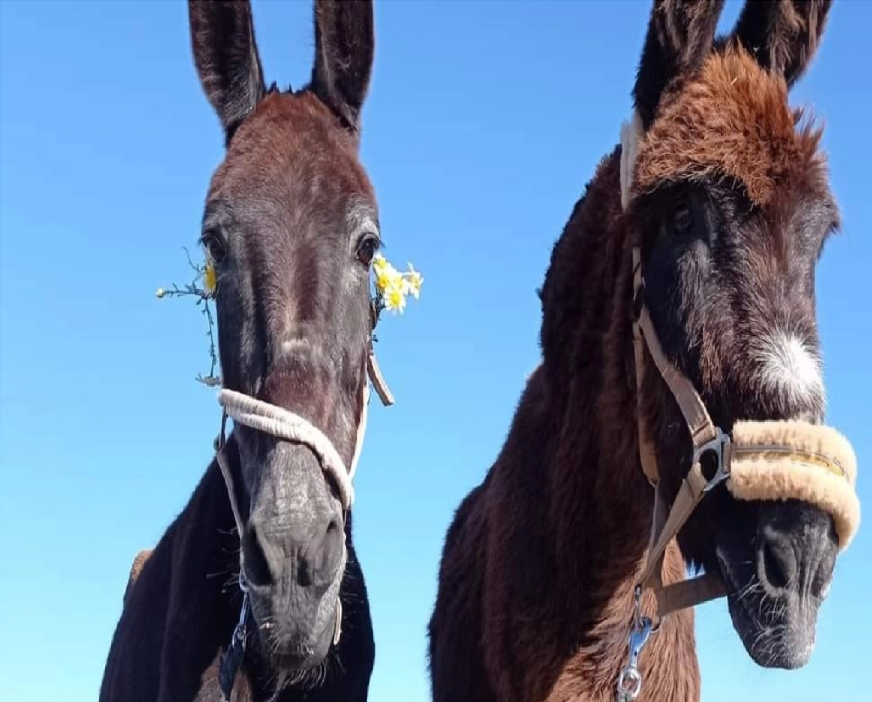 Σαντορίνη: Ευθανασία σε γαϊδουράκι που ανεβοκατέβαινε 588 σκαλιά με ...