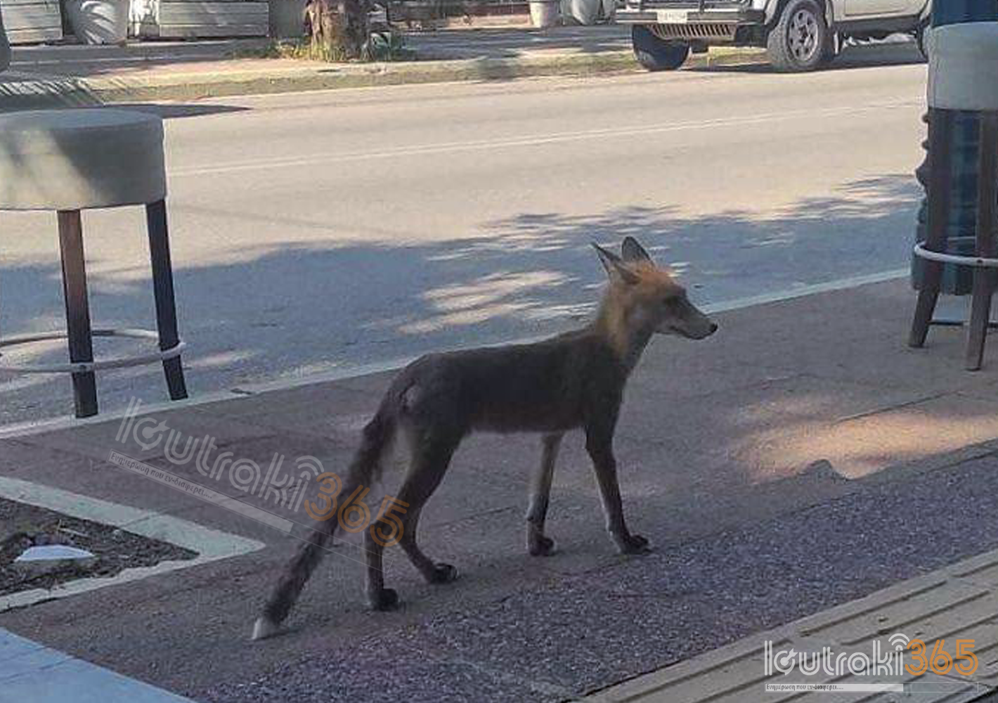 Λουτράκι: Αλεπού "βγήκε για καφέ" σε καφετέρια (Εικόνες) | Loutraki 365