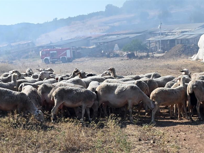 H πανώλη απειλή για αιγοπρόβατα: Πώς έγινε η διασπορά από την Θεσσαλία ...